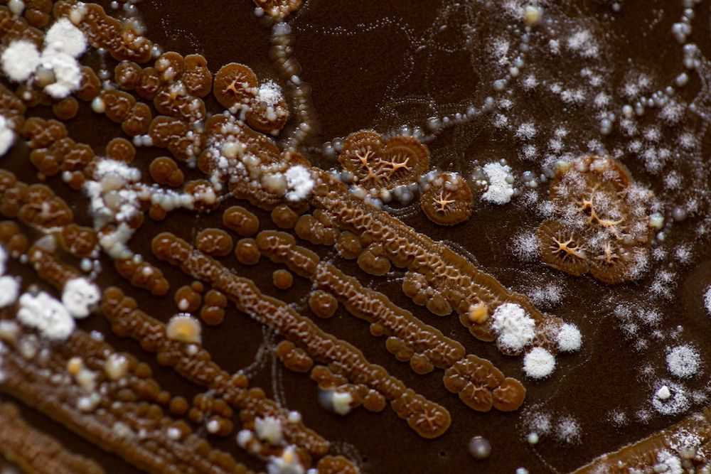 Frank Bernier, PhD, MSc, CIP on LinkedIn: A Global Microbial Network ... Frank Bernier, PhD, MSc, CIP on LinkedIn: A Global Microbial Network ...