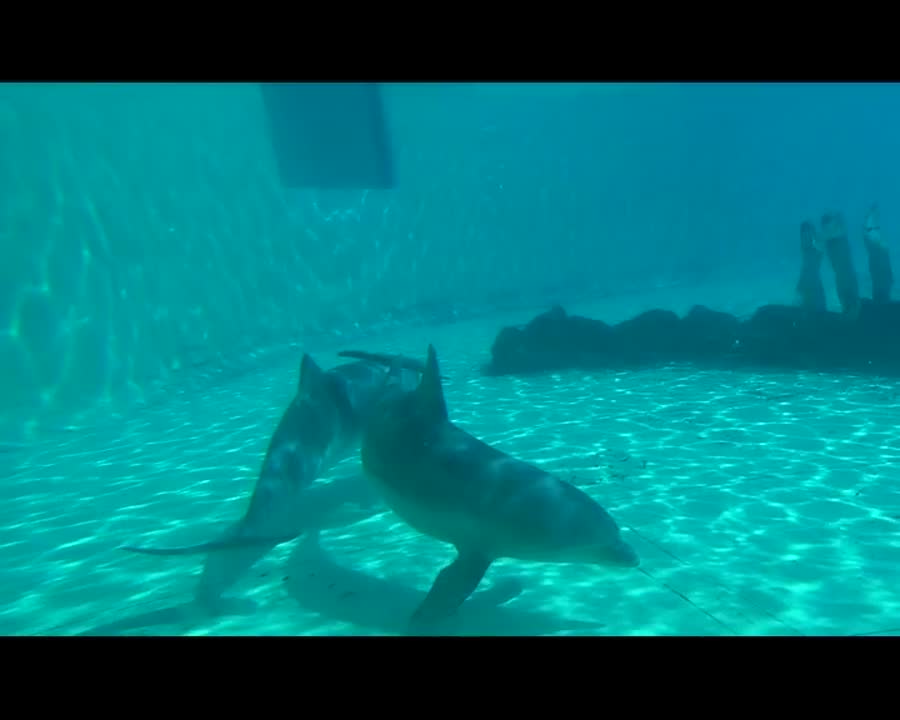 Elsevier on LinkedIn: Bottlenose dolphins “smile” at each other while ... Elsevier on LinkedIn: Bottlenose dolphins “smile” at each other while ...
