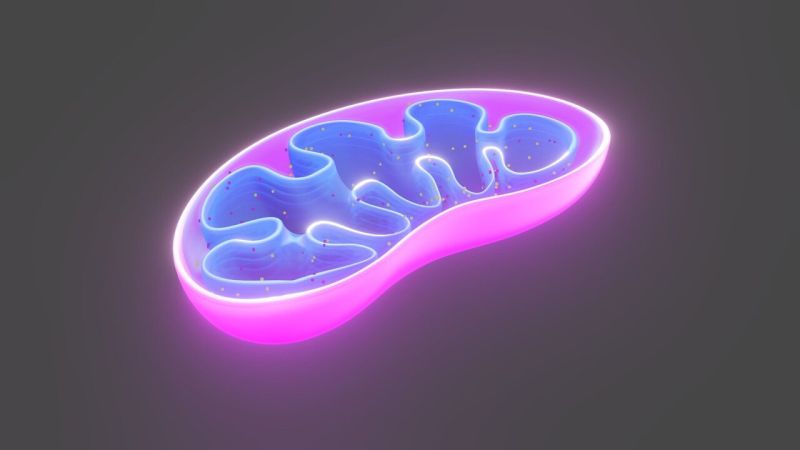 Phys.org on LinkedIn: Exploring the mind-mitochondria connection Phys.org on LinkedIn: Exploring the mind-mitochondria connection