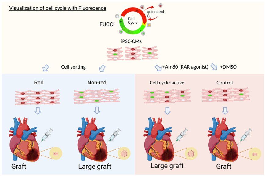 Researchers identify molecule that activates cell cycle to enhance ... Researchers identify molecule that activates cell cycle to enhance ...