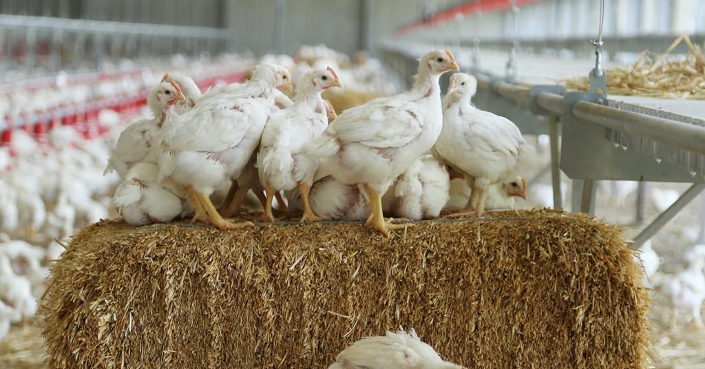 Waitrose unveils chicken welfare labelling scheme and hits BCC target ... Waitrose unveils chicken welfare labelling scheme and hits BCC target ...