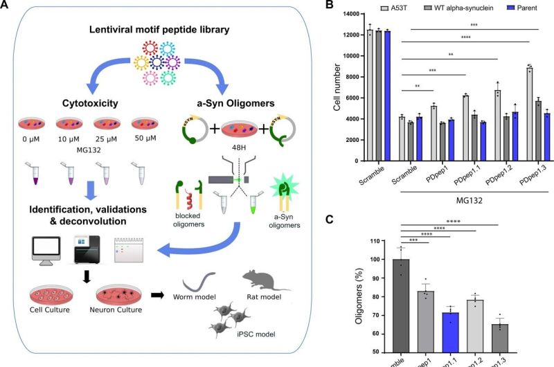 Phys.org on LinkedIn: Researchers identify a potential new therapeutic ... Phys.org on LinkedIn: Researchers identify a potential new therapeutic ...