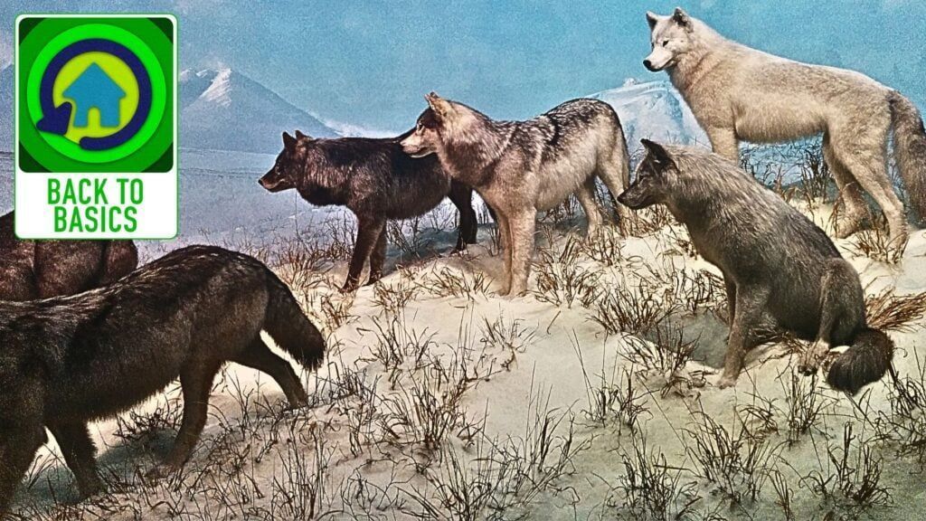 Inman on LinkedIn: Leader of the pack: Lead effectively in uncertain times Inman on LinkedIn: Leader of the pack: Lead effectively in uncertain times