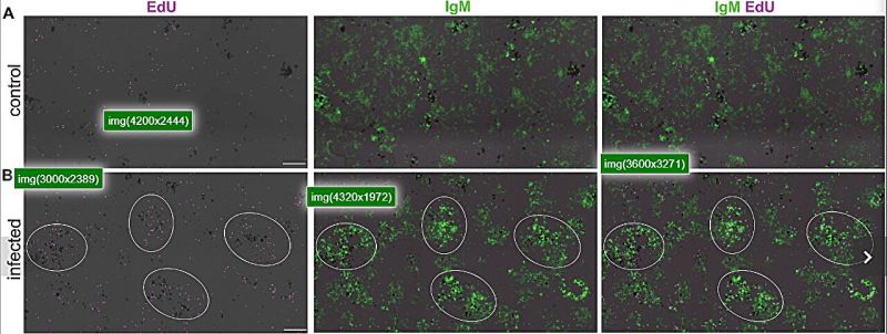 Phys.org on LinkedIn: Scientists navigate uncharted waters in fish ... Phys.org on LinkedIn: Scientists navigate uncharted waters in fish ...
