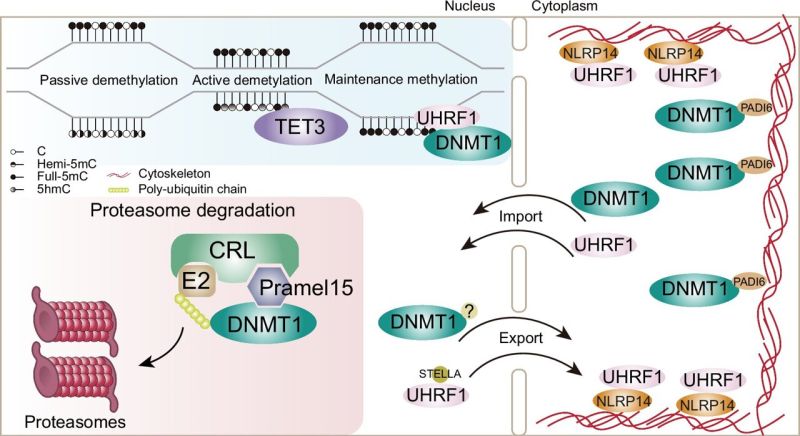 Phys.org on LinkedIn: Scientists reveal mechanism of maternal protein ... Phys.org on LinkedIn: Scientists reveal mechanism of maternal protein ...