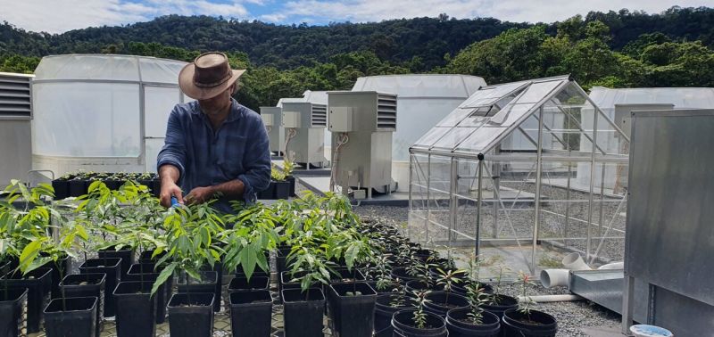 Phys.org on LinkedIn: Ozone pollution reduces yearly tropical forest ... Phys.org on LinkedIn: Ozone pollution reduces yearly tropical forest ...