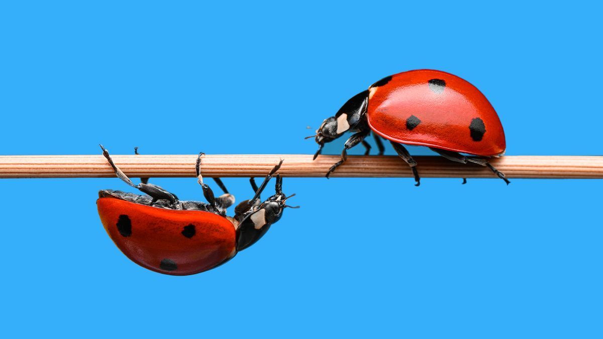 Andres Waldraff on LinkedIn: Why Conflicting Ideas Can Make Your ... Andres Waldraff on LinkedIn: Why Conflicting Ideas Can Make Your ...