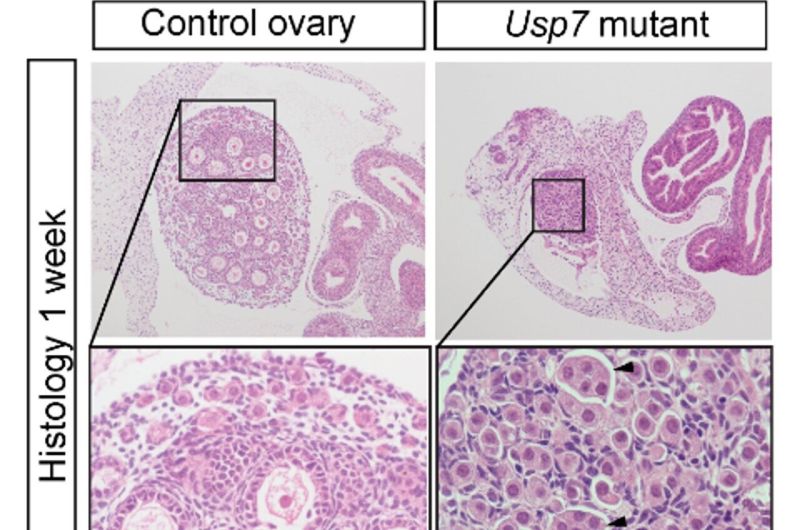 Phys.org on LinkedIn: Researchers uncover protein interactions ... Phys.org on LinkedIn: Researchers uncover protein interactions ...