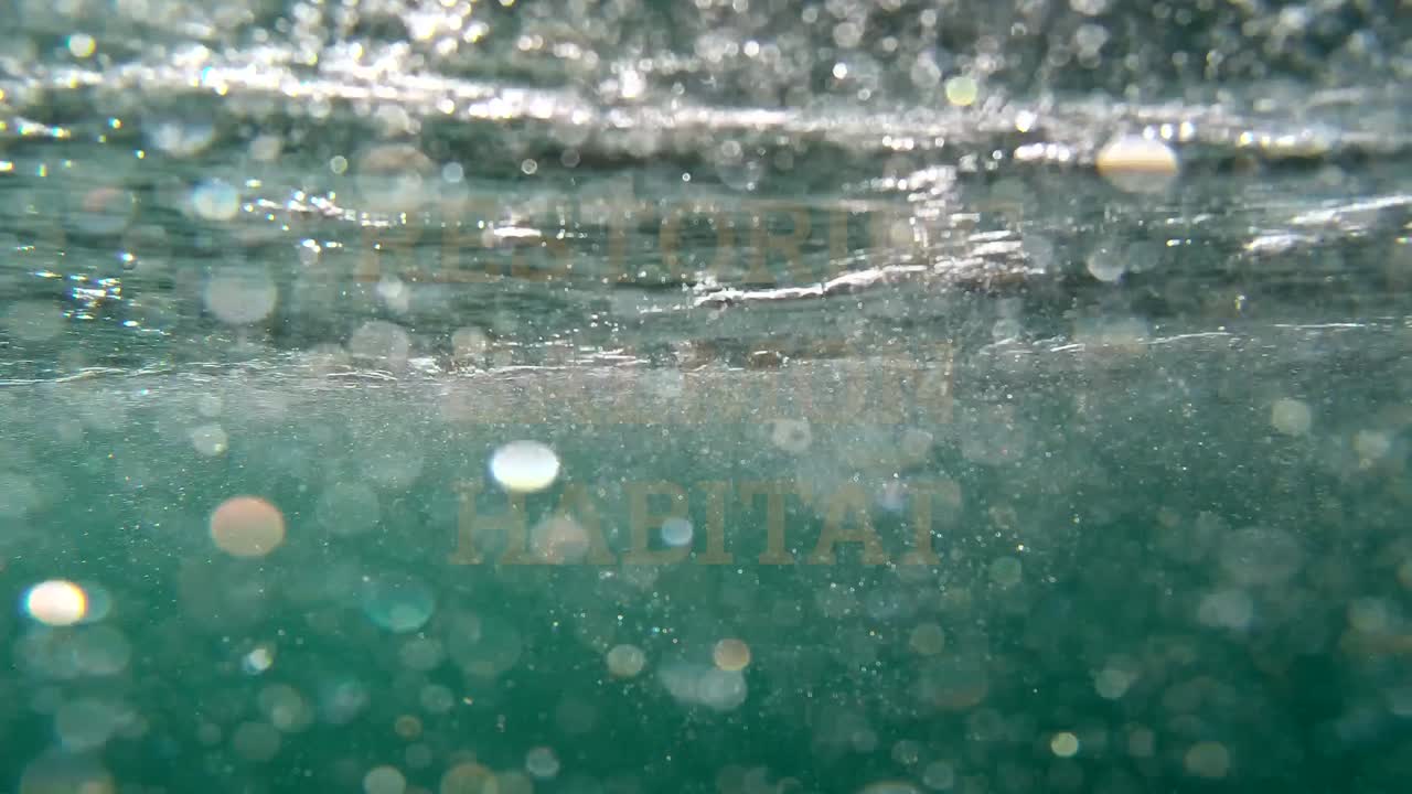 SeaChange Marine Conservation Society on LinkedIn: #salishsea # ... SeaChange Marine Conservation Society on LinkedIn: #salishsea # ...