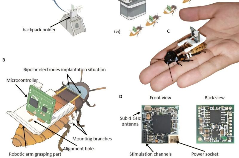 Tech Xplore on LinkedIn: A cyborg cockroach factory: Automated assembly ... Tech Xplore on LinkedIn: A cyborg cockroach factory: Automated assembly ...