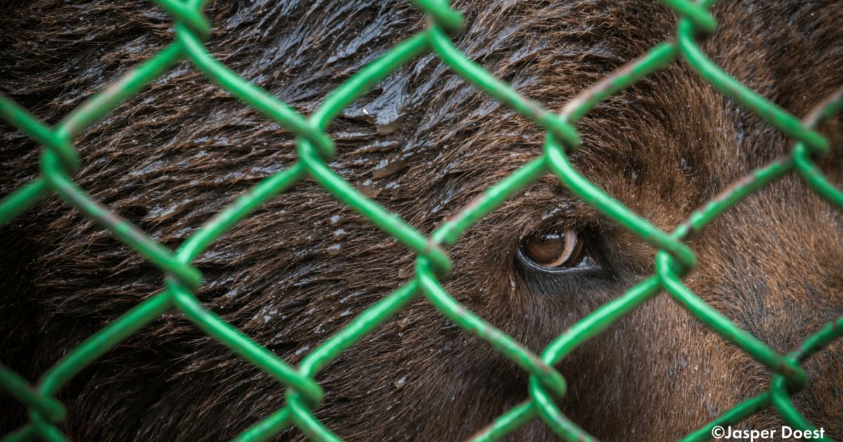 Er. Sarthak Srivastava on LinkedIn: Trapped for 23 Years in a Cage ... Er. Sarthak Srivastava on LinkedIn: Trapped for 23 Years in a Cage ...