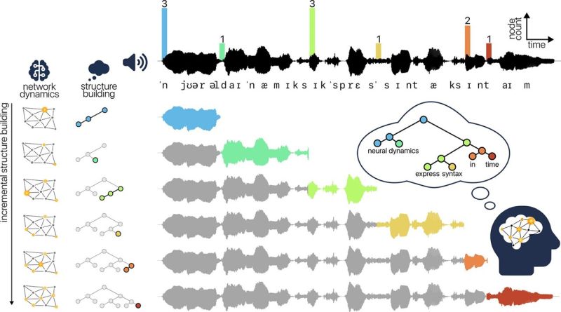 Phys.org on LinkedIn: Building sentence structure may be language ... Phys.org on LinkedIn: Building sentence structure may be language ...