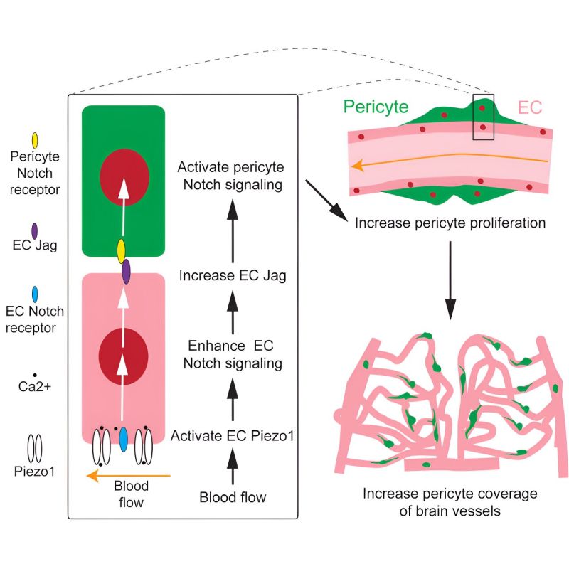Phys.org on LinkedIn: Researchers uncover blood flow regulation of ... Phys.org on LinkedIn: Researchers uncover blood flow regulation of ...