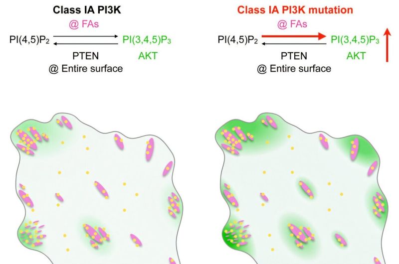 Phys.org on LinkedIn: Researchers uncover focal adhesions as ... Phys.org on LinkedIn: Researchers uncover focal adhesions as ...