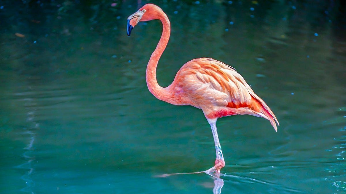 Eric Feuilleaubois (Ph.D) on LinkedIn: Demystifying Open Flamingo: An ... Eric Feuilleaubois (Ph.D) on LinkedIn: Demystifying Open Flamingo: An ...