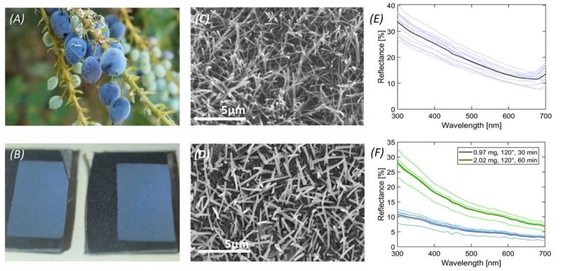 Phys.org on LinkedIn: Scientists reveal why blueberries are blue Phys.org on LinkedIn: Scientists reveal why blueberries are blue