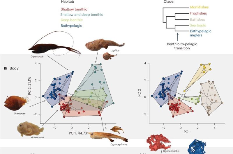 Phys.org on LinkedIn: Deep-sea marvels: How anglerfish defy ... Phys.org on LinkedIn: Deep-sea marvels: How anglerfish defy ...