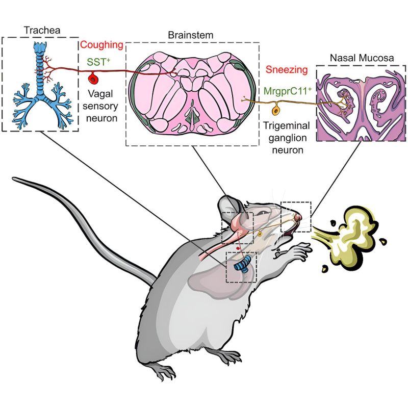 Medical Xpress on LinkedIn: Mouse study isolates neurons responsible ... Medical Xpress on LinkedIn: Mouse study isolates neurons responsible ...