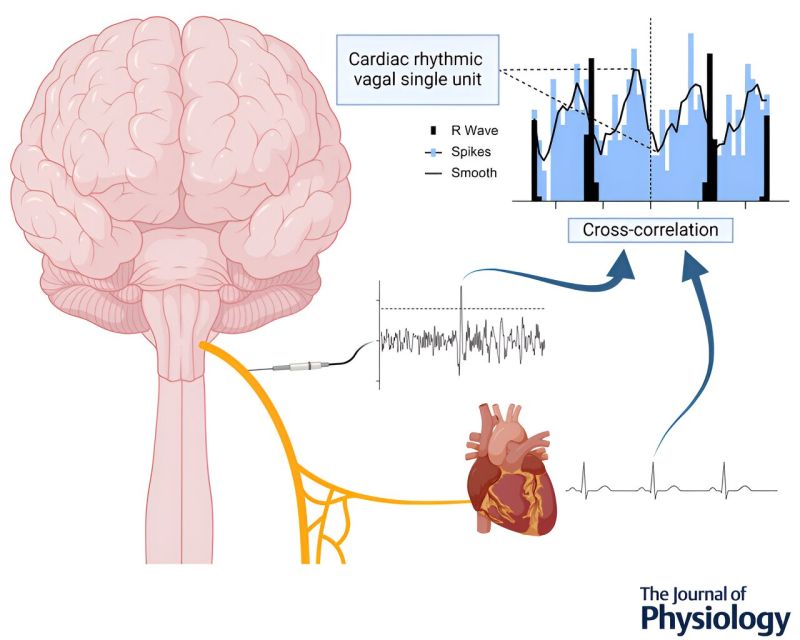 Phys.org on LinkedIn: First human vagus nerve recordings pinpoint ... Phys.org on LinkedIn: First human vagus nerve recordings pinpoint ...