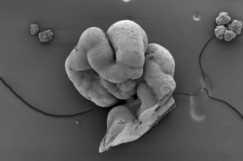 Phys.org on LinkedIn: Building a backbone: Scientists recreate the body ... Phys.org on LinkedIn: Building a backbone: Scientists recreate the body ...