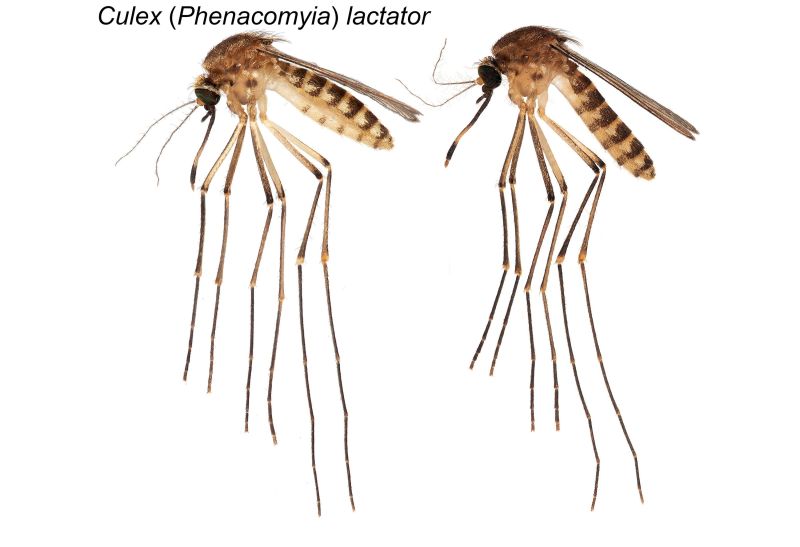 Emily Keen on LinkedIn: Another Non-Native Mosquito Species Adds to ... Emily Keen on LinkedIn: Another Non-Native Mosquito Species Adds to ...