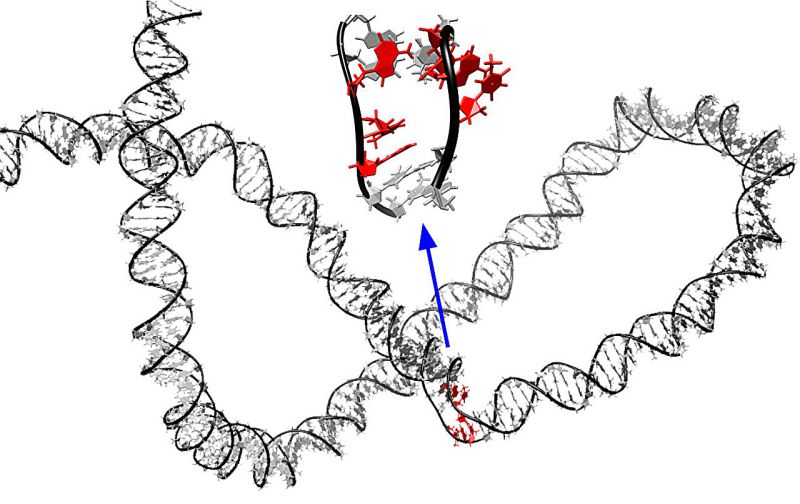 Molecular simulations provide new insights into the dynamics of… | Phys.org Molecular simulations provide new insights into the dynamics of… | Phys.org