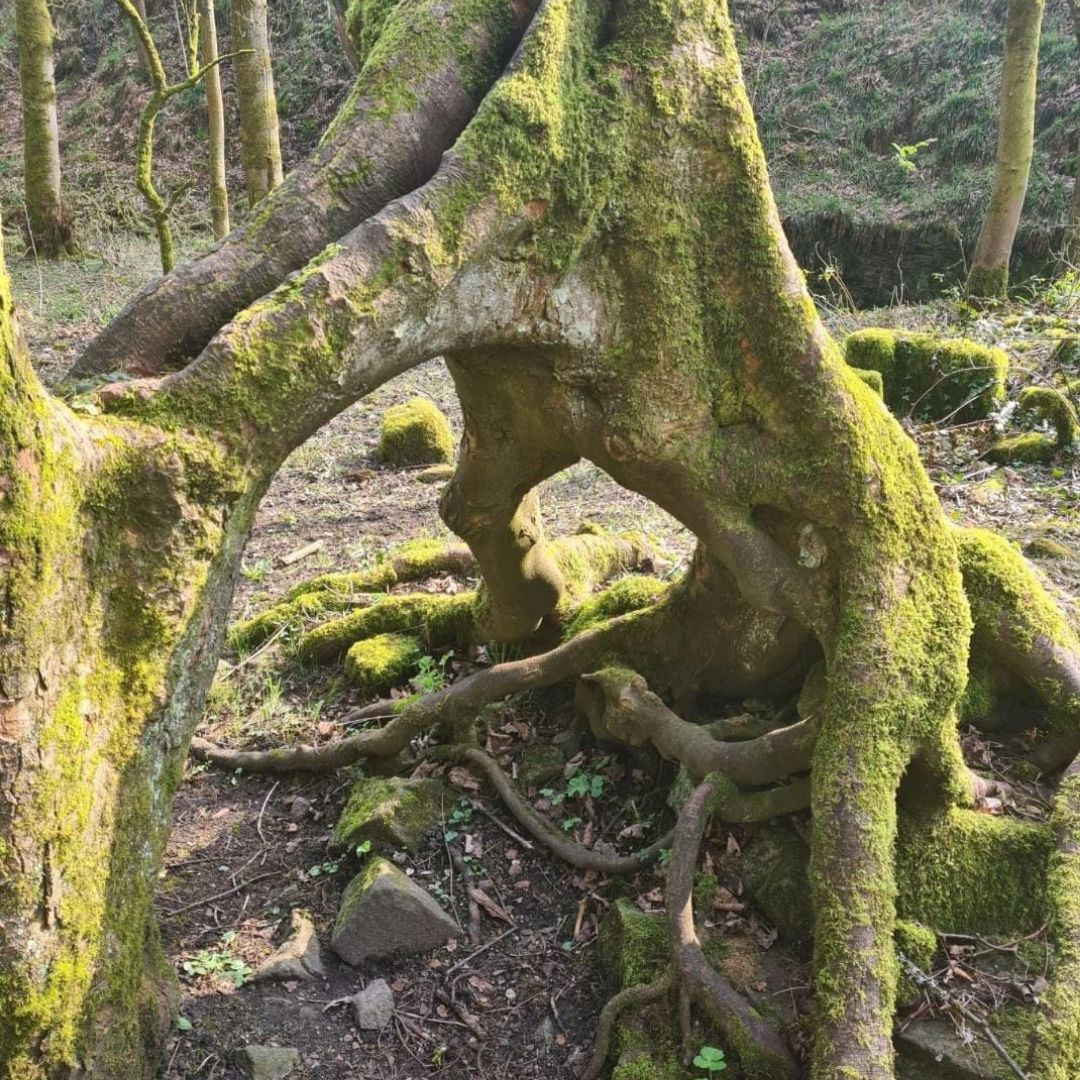 Where The Mind Grows on LinkedIn: #treeoftheweek #totw #nature #walk # ... Where The Mind Grows on LinkedIn: #treeoftheweek #totw #nature #walk # ...