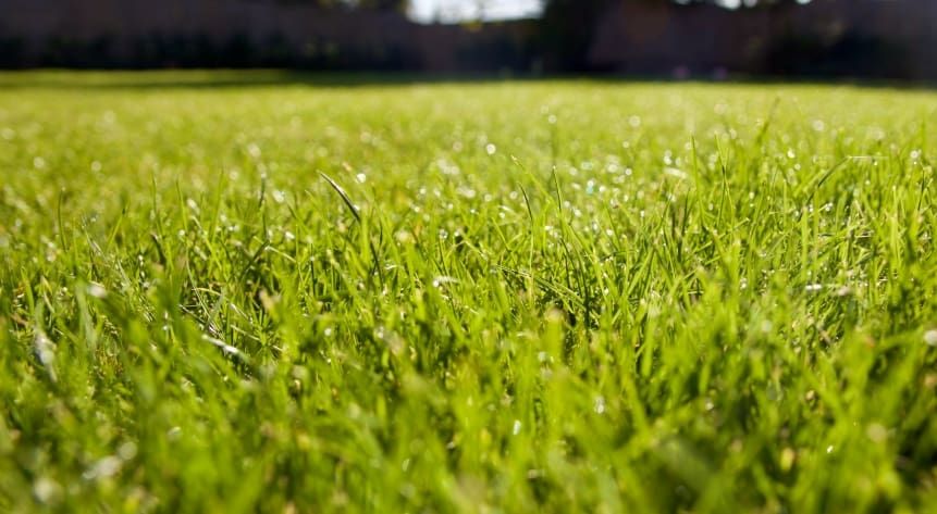 Mastering Lawn Care: Expert Tips for Homeowners | Direct Link Realty Mastering Lawn Care: Expert Tips for Homeowners | Direct Link Realty