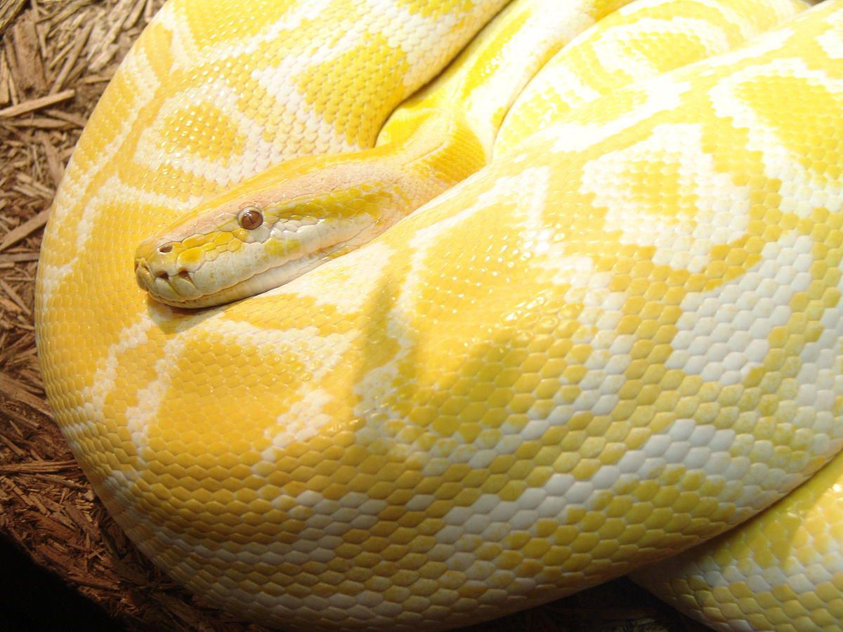 InfoWorld on LinkedIn: What is Python? Powerful, intuitive programming InfoWorld on LinkedIn: What is Python? Powerful, intuitive programming