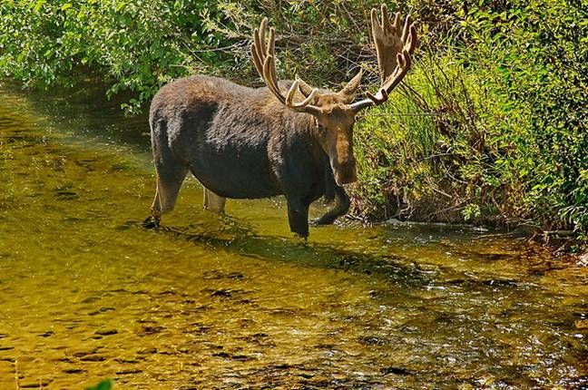 Independent Systems Consulting on LinkedIn: 'A moose hit me' and other ... Independent Systems Consulting on LinkedIn: 'A moose hit me' and other ...