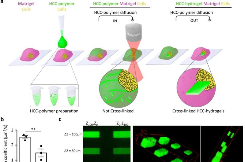 Phys.org on LinkedIn: Scientists demonstrate 3D 'bio-printing' inside ... Phys.org on LinkedIn: Scientists demonstrate 3D 'bio-printing' inside ...