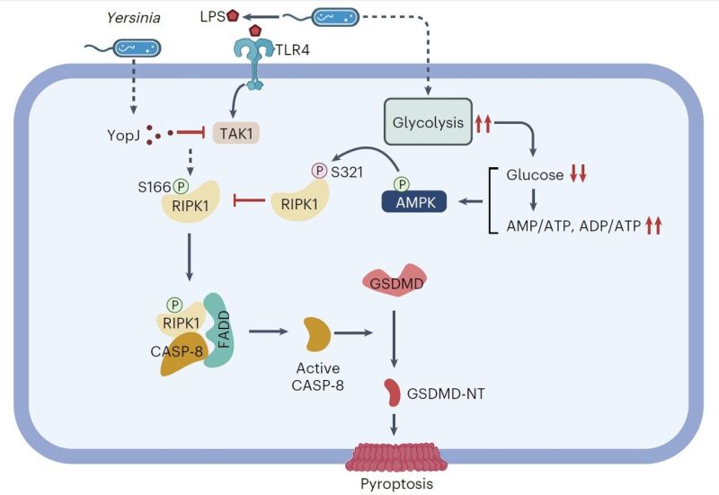 Phys.org on LinkedIn: Scientists reveal molecular link between glucose ... Phys.org on LinkedIn: Scientists reveal molecular link between glucose ...