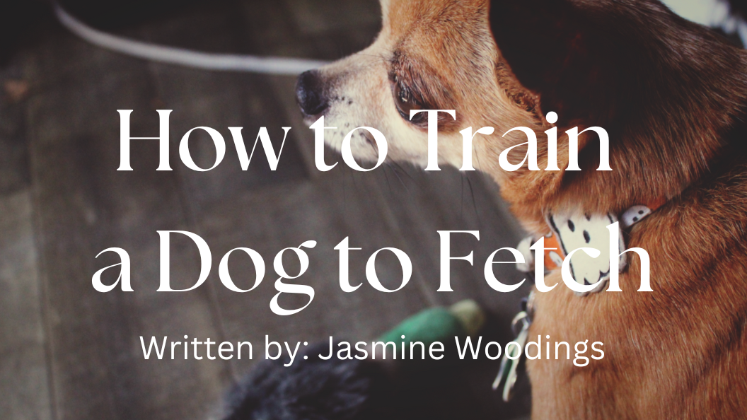 Two Methods to Teaching Fetch. | Jasmine Woodings Two Methods to Teaching Fetch. | Jasmine Woodings