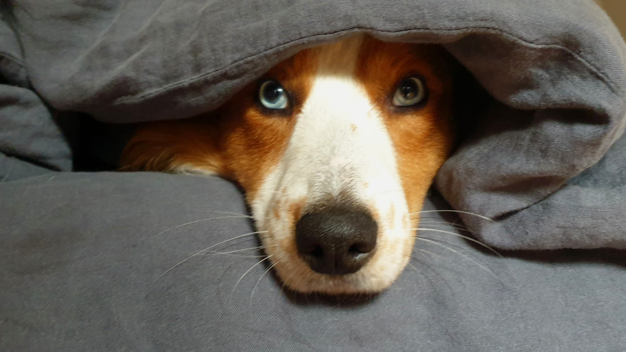 A Collie’s Guide to Navigating Chaos A Collie’s Guide to Navigating Chaos