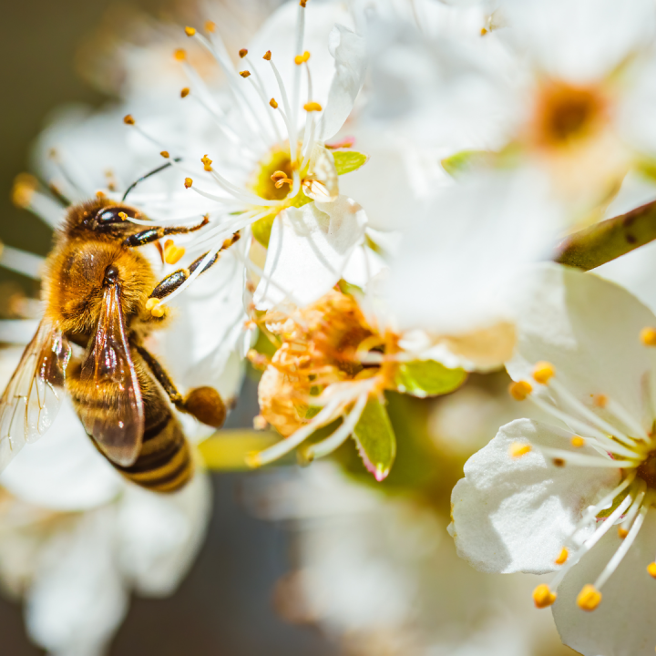 Disease and Pest Control in Beekeeping: Safeguarding the Hive | Keez Beez Disease and Pest Control in Beekeeping: Safeguarding the Hive | Keez Beez