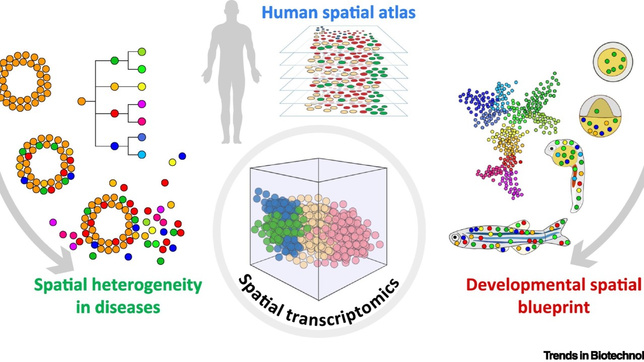 🟥 Spatially Resolved Single-Cell Atlas of Organ Development and ... 🟥 Spatially Resolved Single-Cell Atlas of Organ Development and ...