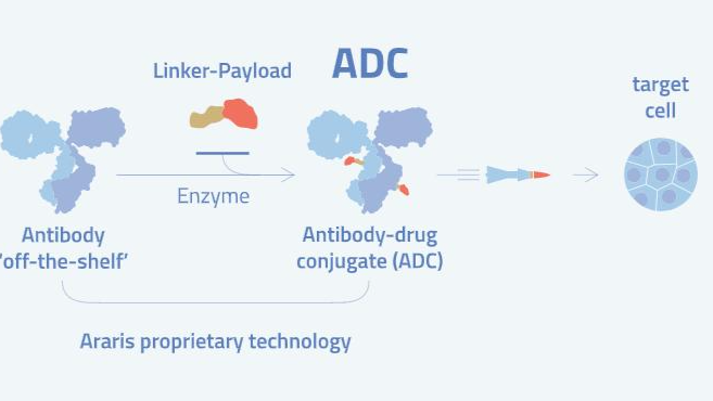 Roche's $780M Investment in Next-Gen ADCs Roche's $780M Investment in Next-Gen ADCs