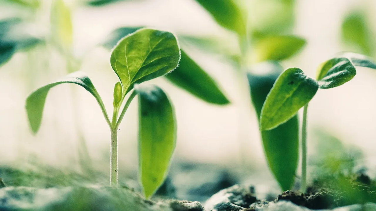 Maximizing Startup Success: The Strategic Advantage of Partnering with ... Maximizing Startup Success: The Strategic Advantage of Partnering with ...