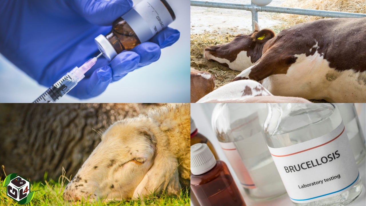 Understanding Brucellosis: A Persistent Zoonotic Threat Understanding Brucellosis: A Persistent Zoonotic Threat