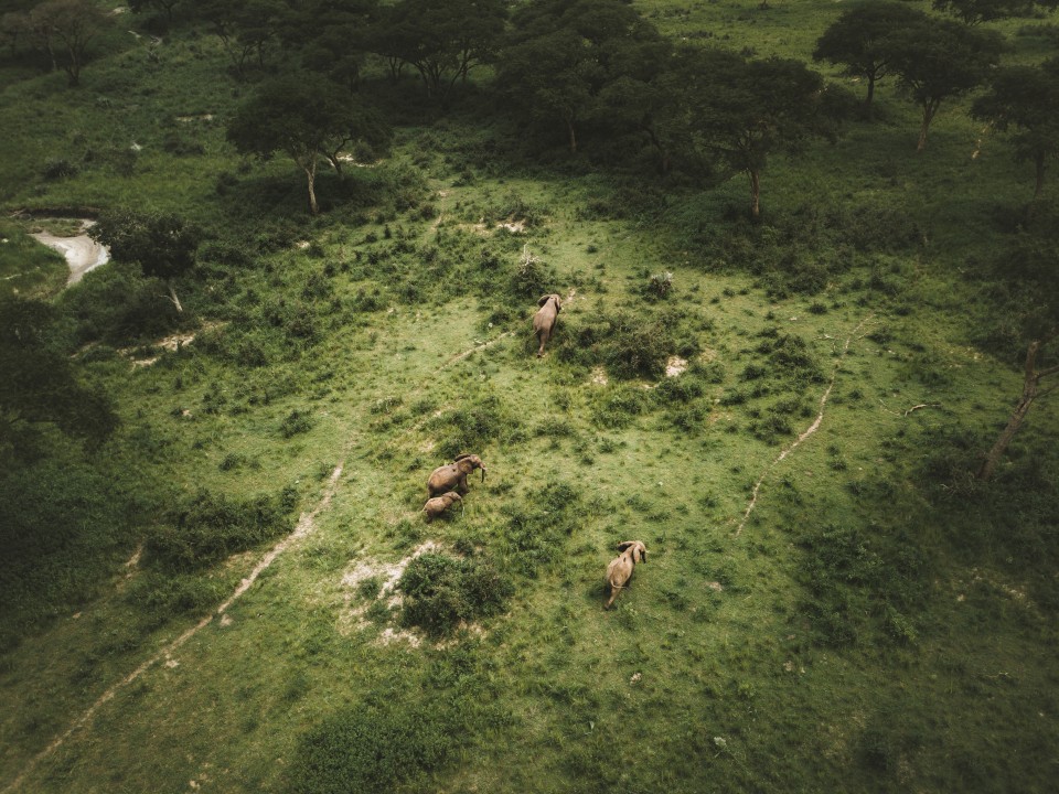 Drones and AI: A Conservation Power Duo Drones and AI: A Conservation Power Duo