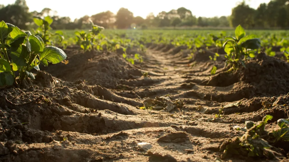 Sustainable Soil Practices Sustainable Soil Practices