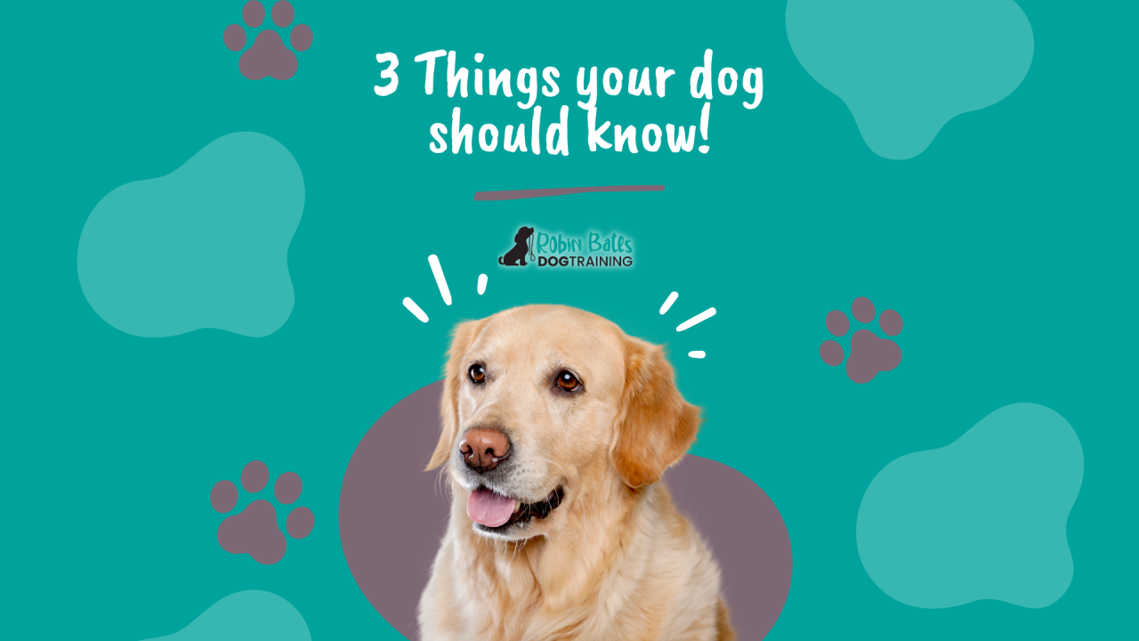 Three Things Your Dog Should Know Three Things Your Dog Should Know