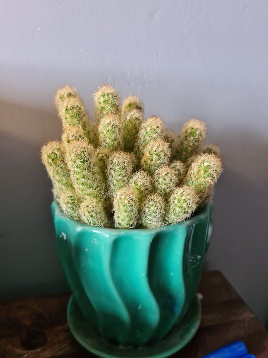 Cactus Communication | Where The Mind Grows Cactus Communication | Where The Mind Grows