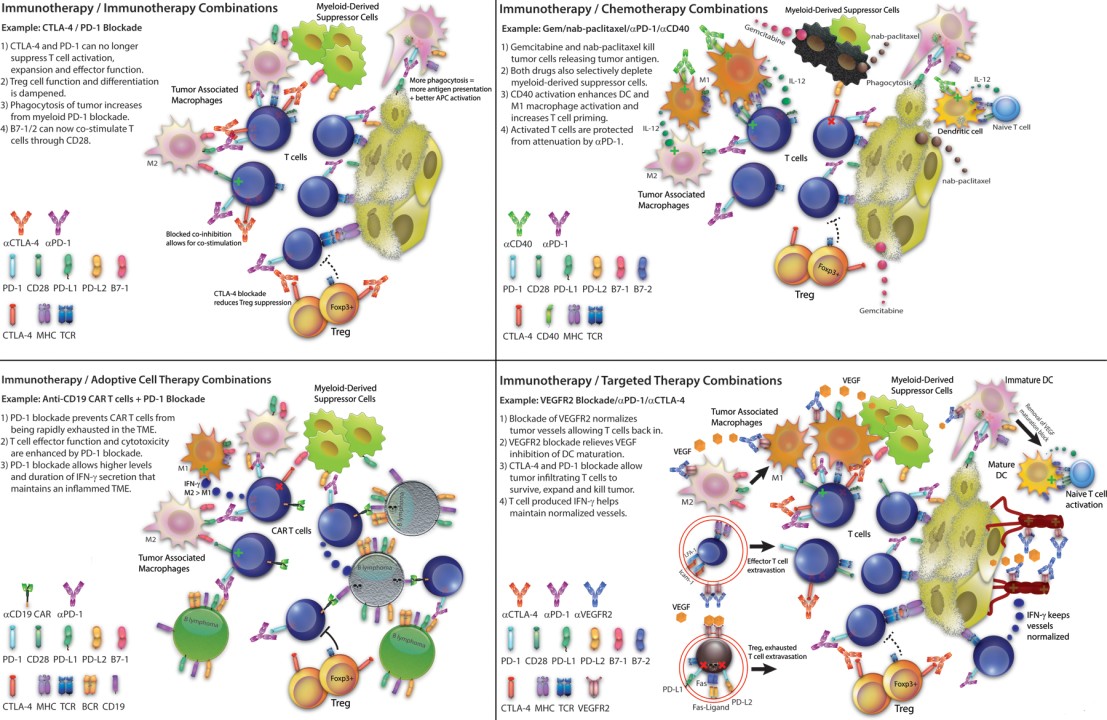 Strategies of Combination Immunotherapies in Cancer Strategies of Combination Immunotherapies in Cancer
