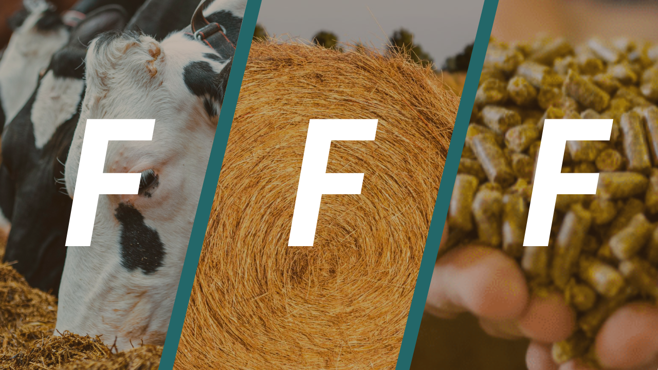 Unlocking the Secret to Optimal Animal Nutrition: The 3 Fs Revealed Unlocking the Secret to Optimal Animal Nutrition: The 3 Fs Revealed