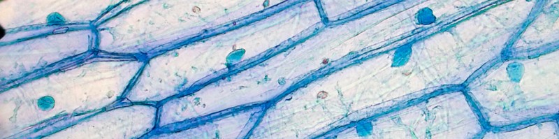 Alexis Earp - Undergraduate Researcher - Vassar College | LinkedIn Alexis Earp - Undergraduate Researcher - Vassar College | LinkedIn