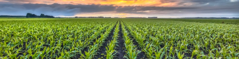 Ryan Meehan - Integrated Pest Management Team - Controlled Environments ... Ryan Meehan - Integrated Pest Management Team - Controlled Environments ...