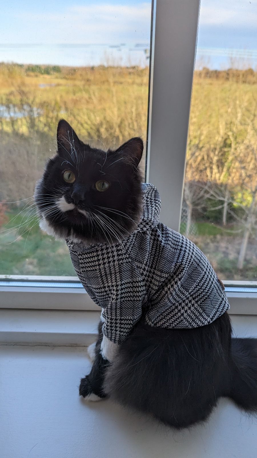 Paul Geoghegan on LinkedIn: #workfromhome #catsoflinkedin #codinglife # ... Paul Geoghegan on LinkedIn: #workfromhome #catsoflinkedin #codinglife # ...