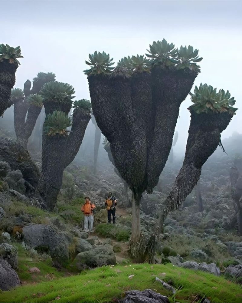 David Federle on LinkedIn: Giant Groundsels, prehistoric plants found ... David Federle on LinkedIn: Giant Groundsels, prehistoric plants found ...