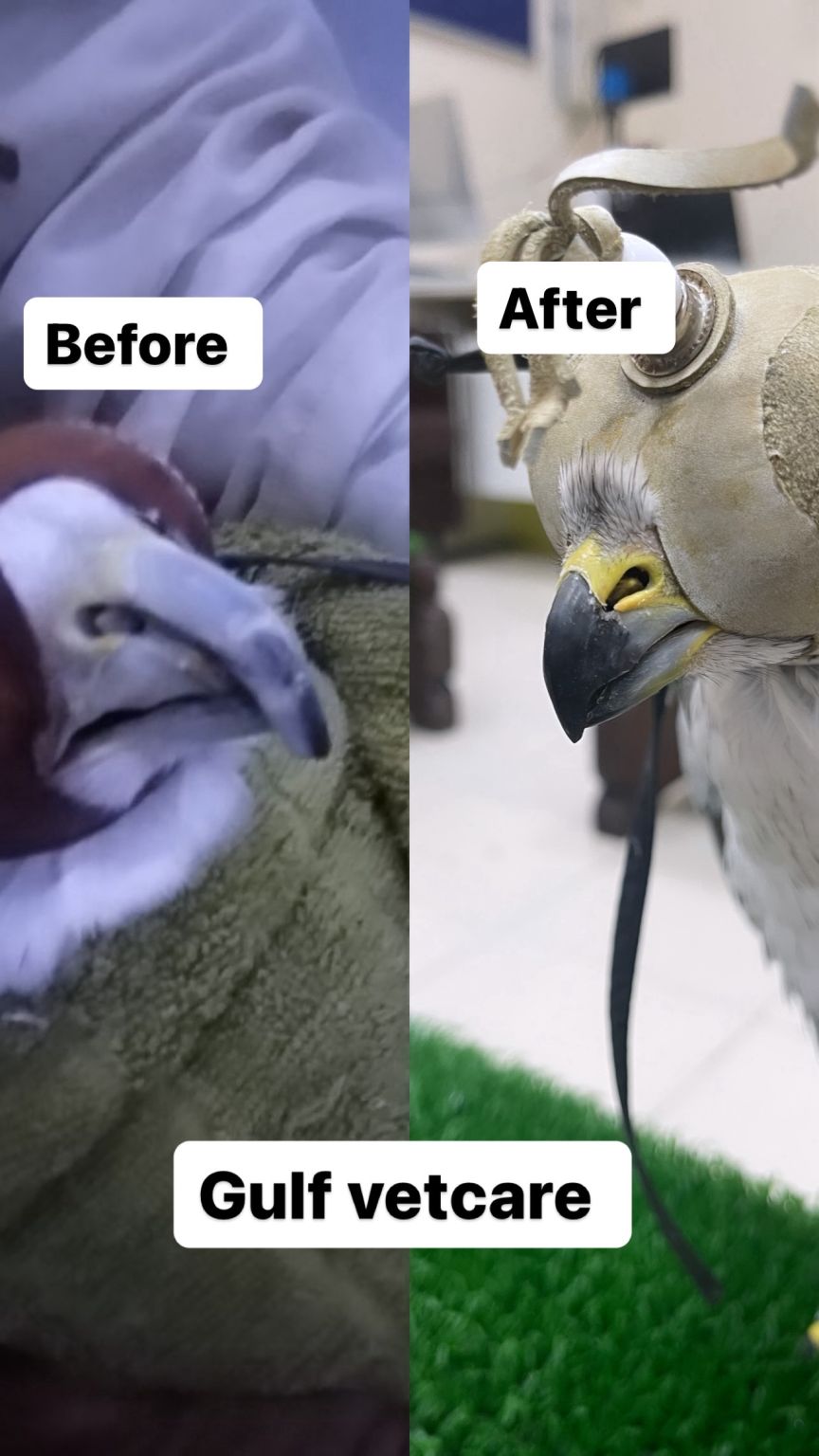 Dr Saad Bin Khalid on LinkedIn: #falcon #gulfvetcare Dr Saad Bin Khalid on LinkedIn: #falcon #gulfvetcare